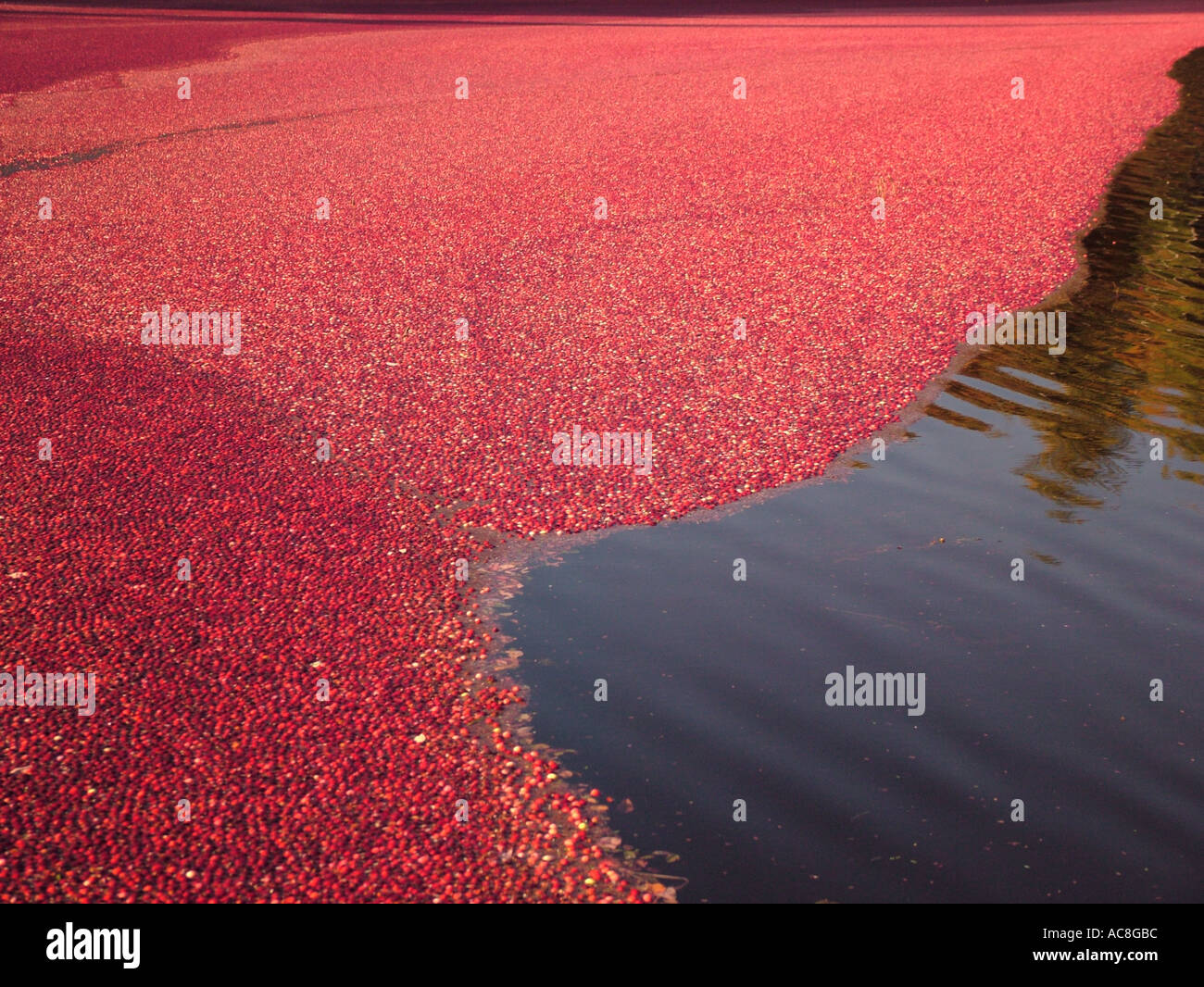 Carver cranberry hi-res stock photography and images - Alamy