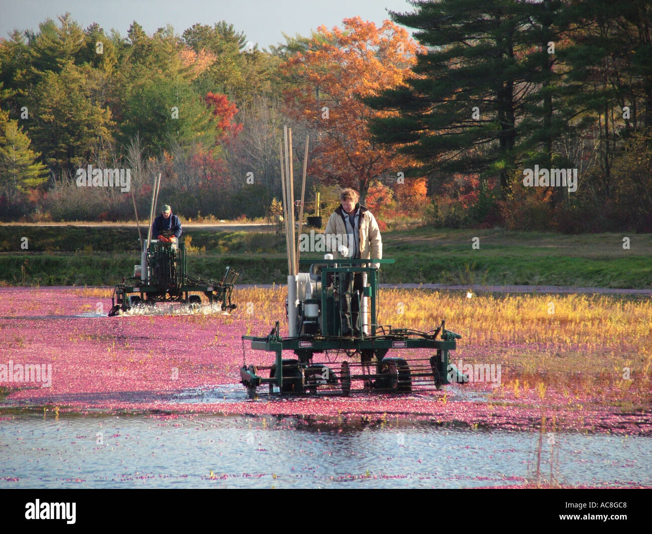 Carver cranberry hi-res stock photography and images - Alamy