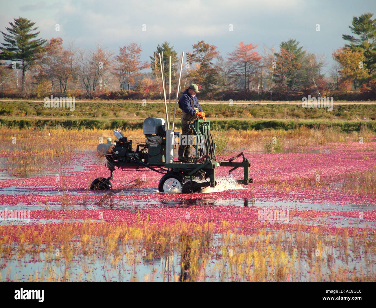 Carver cranberry hi-res stock photography and images - Alamy