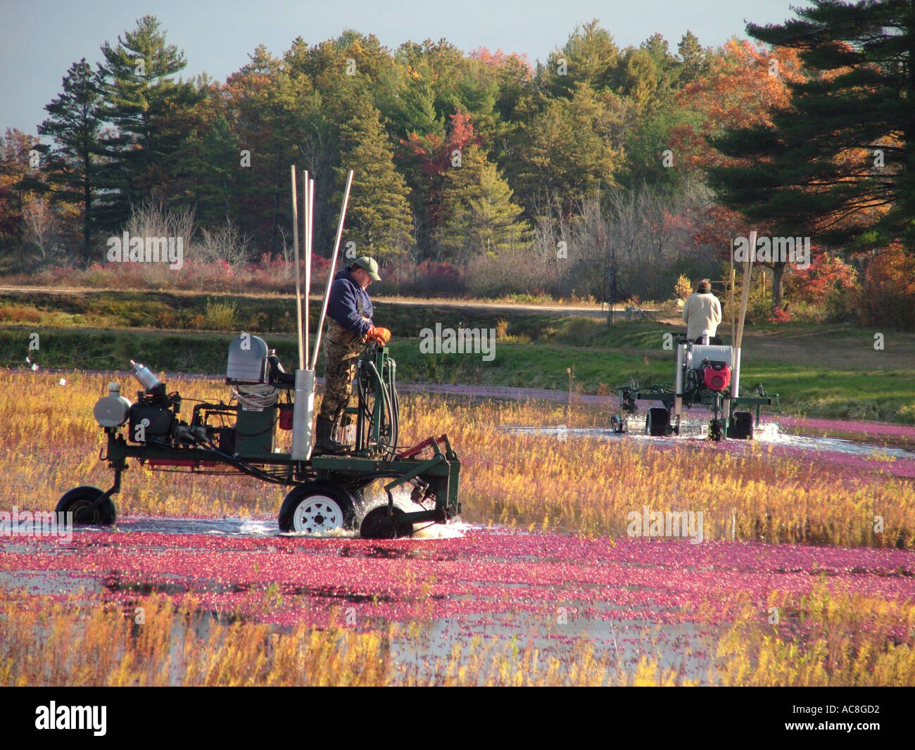 Carver cranberry hi-res stock photography and images - Alamy