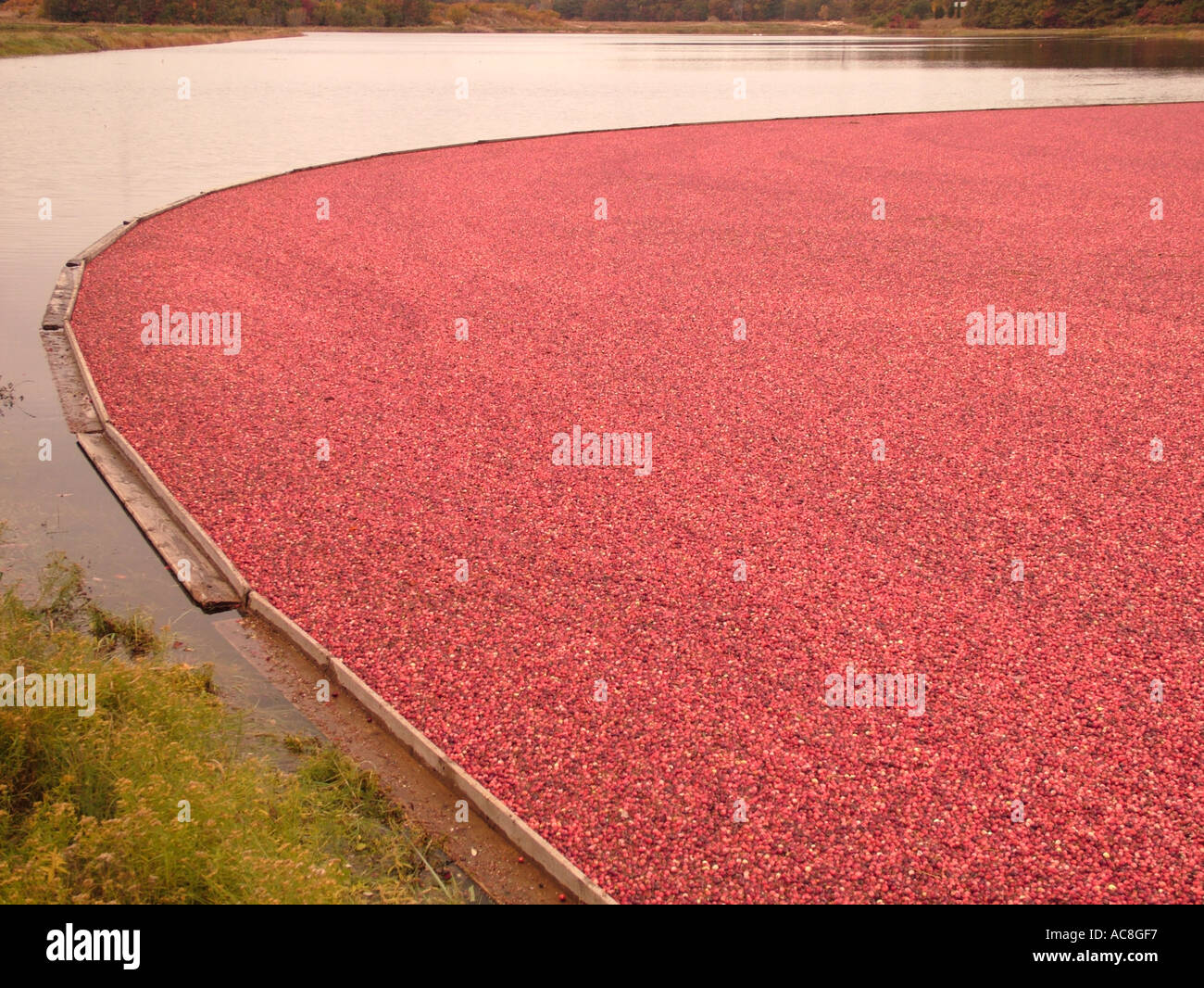 Wareham mass hi-res stock photography and images - Alamy