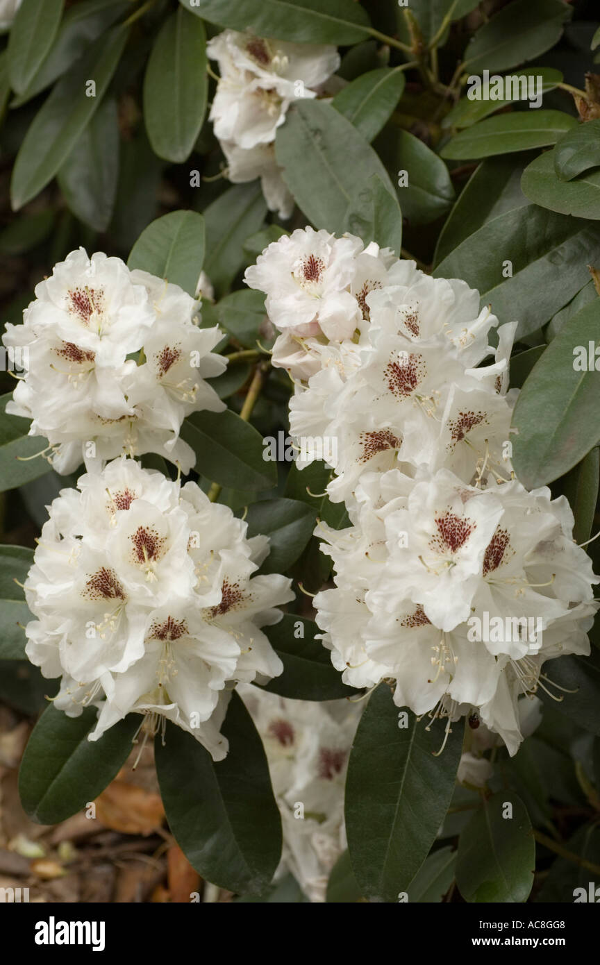 White flowers of Rhododendron Rhododendron Lady Grey Egerton Stock ...