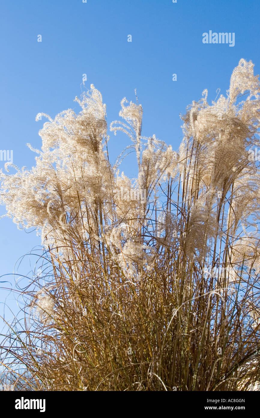 Decorative ornamental grass in the Fall against the blue sky Stock ...