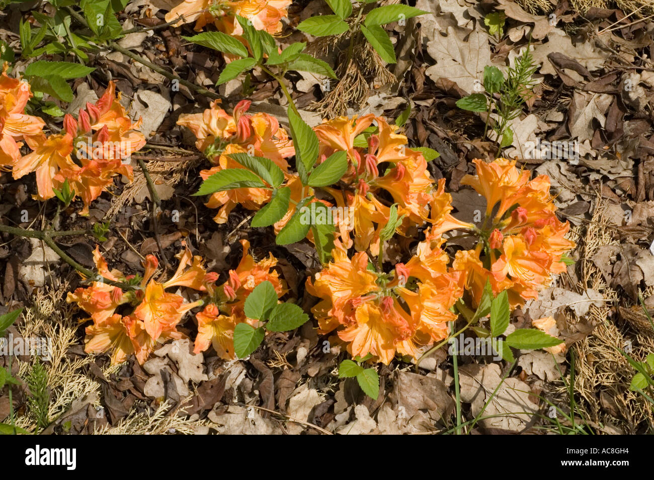 Yellow orange azalea Ericaaceae Rhododendron BALZAC Stock Photo - Alamy