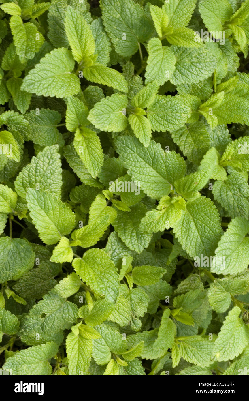Golden lemon balm hi-res stock photography and images - Alamy