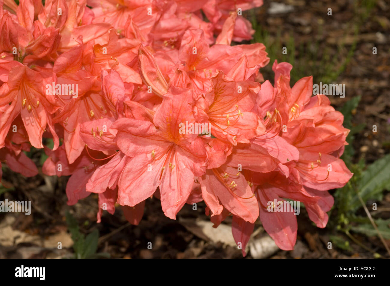 Pale red azalea Ericaaceae Rhododendron ANTHONY KOSTER Stock Photo - Alamy