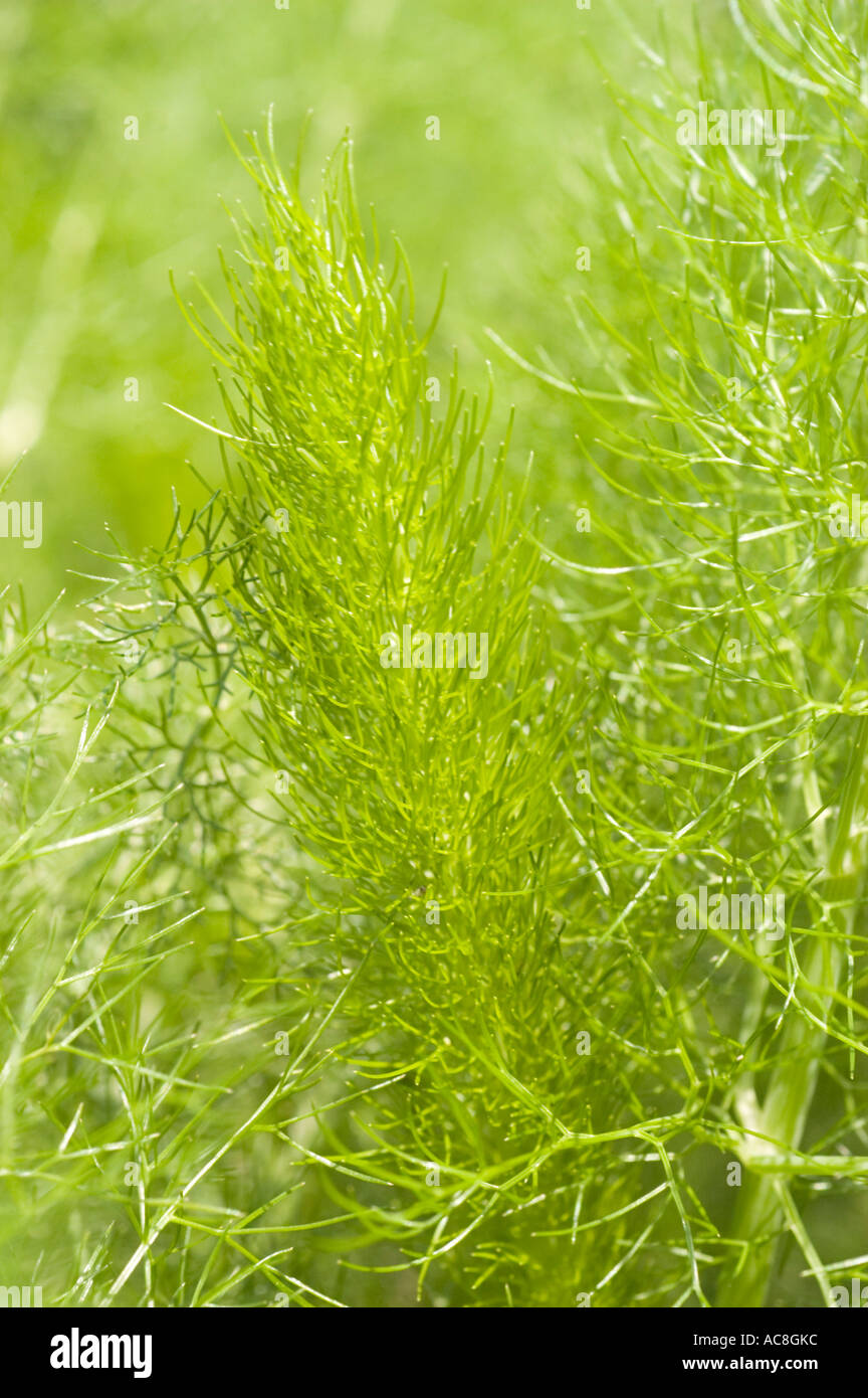 Florence fennel the foliage hi-res stock photography and images - Alamy