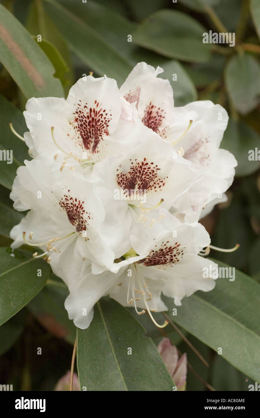 Rhododendron white lady hi-res stock photography and images - Alamy