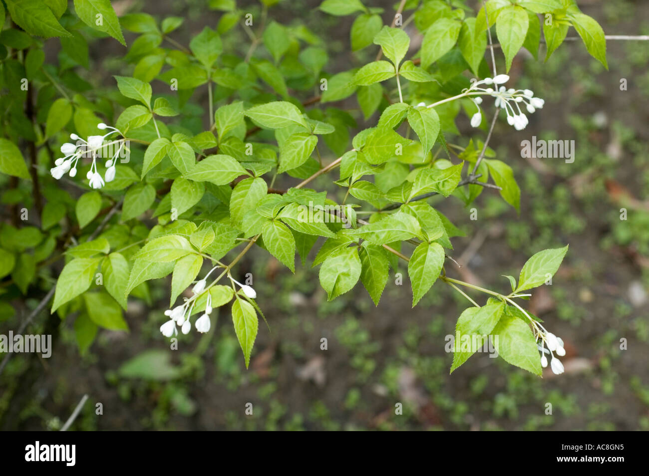 Staphylea bumalda (Bumalda trifolia) plant with green trifoliate leaves ...