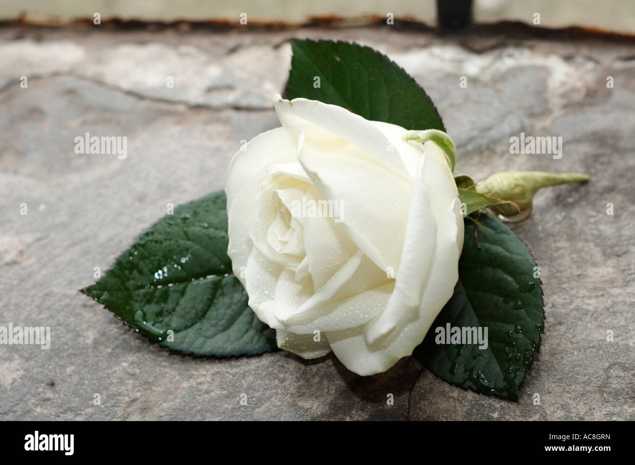 White rose by a window Stock Photo - Alamy
