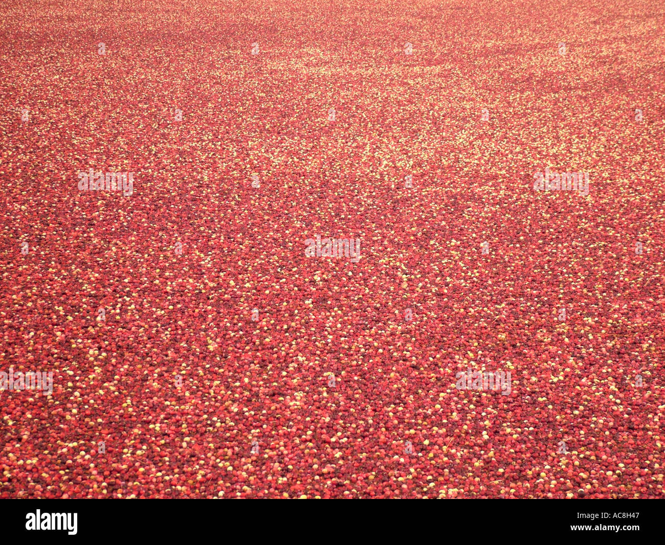 Wareham mass hi-res stock photography and images - Alamy