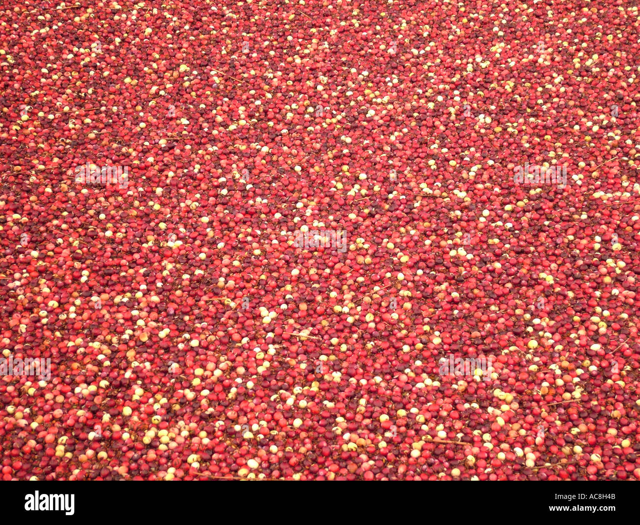 East wareham hi-res stock photography and images - Alamy