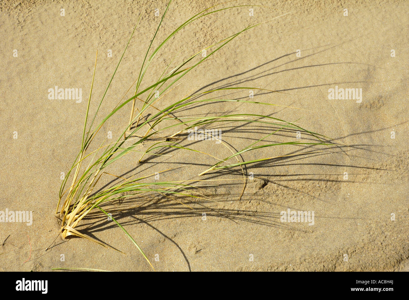 Grass growing on the sand dunes at Camber Sands Rye East Sussex England ...