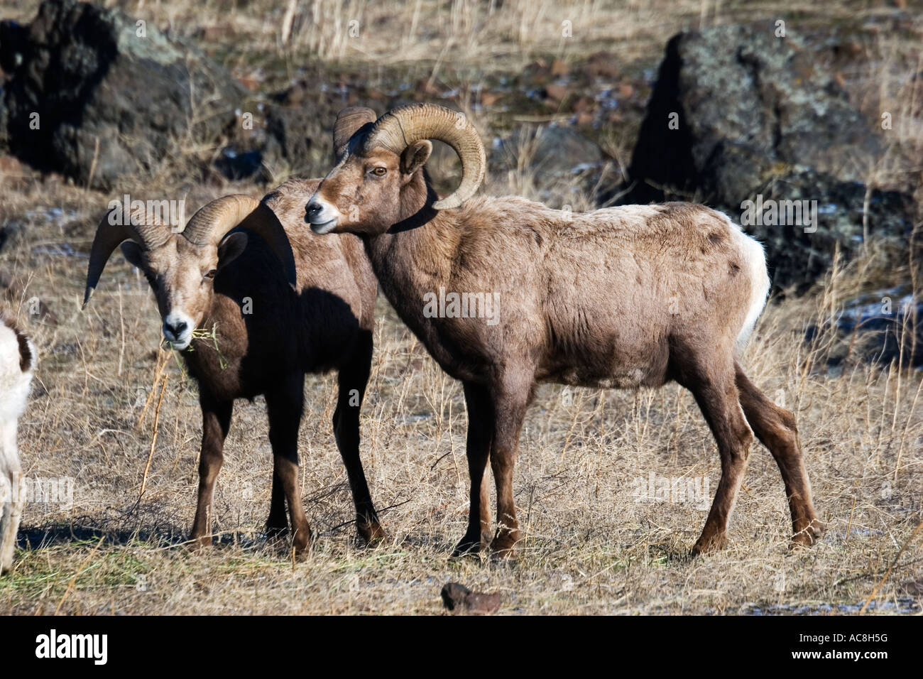 California Big Horn Sheep gather in a meadow along the eastern Cascades ...
