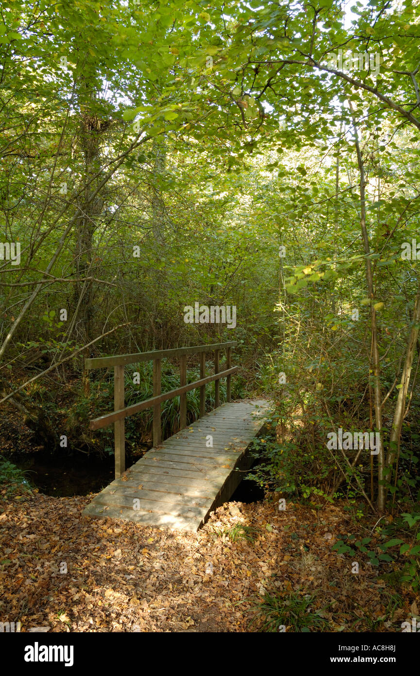 Blean woods nature reserve hi-res stock photography and images - Alamy