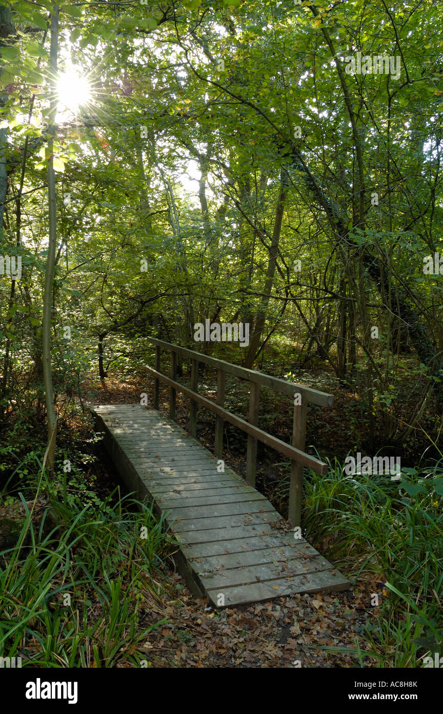 Blean woods nature reserve hi-res stock photography and images - Alamy