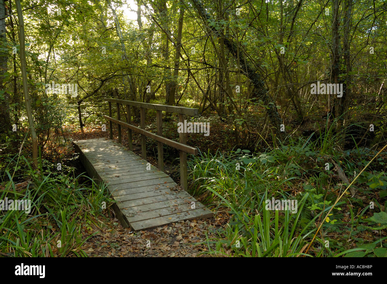 Blean woods nature reserve hi-res stock photography and images - Alamy