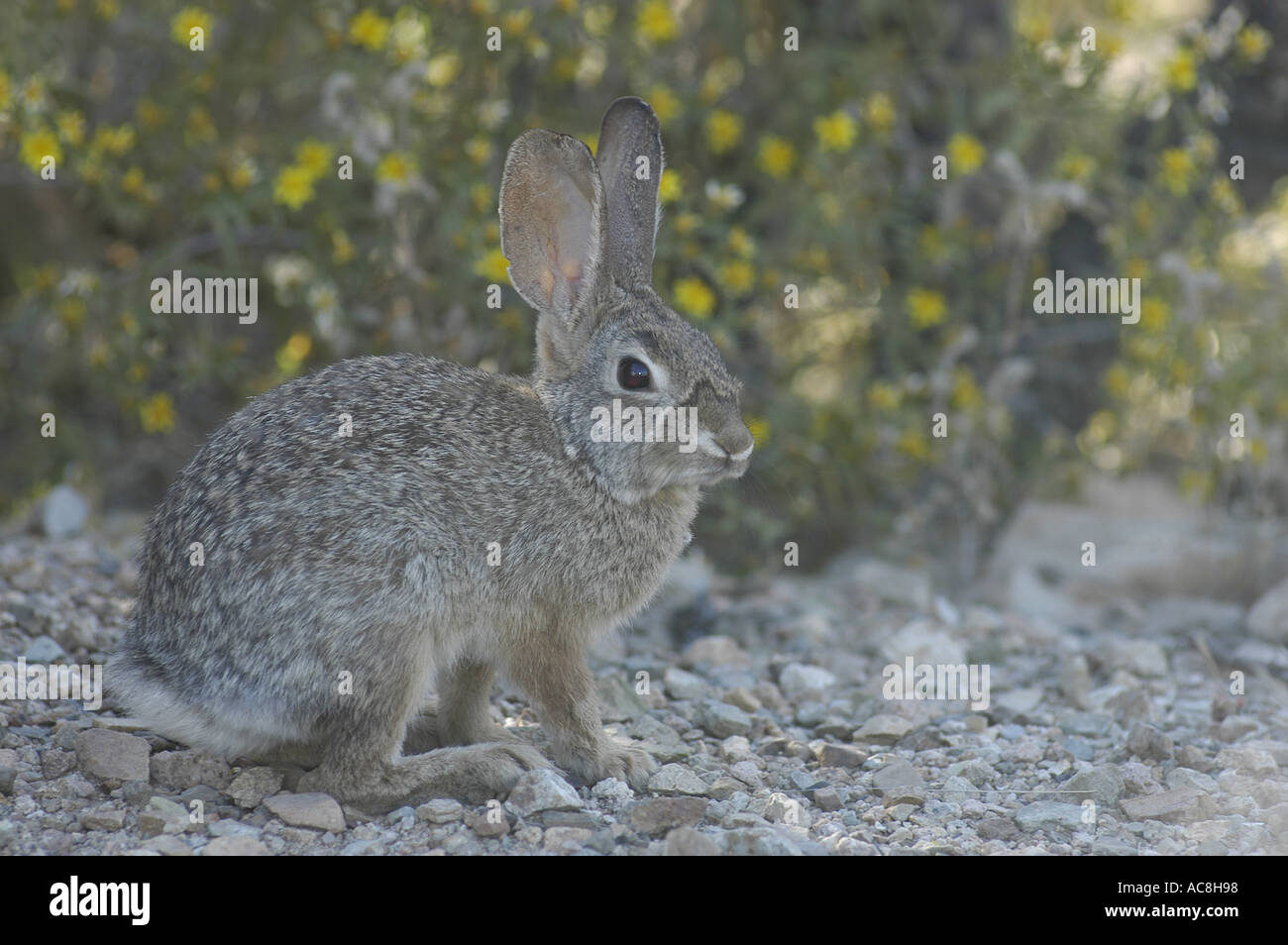 Desert cottontail rabit audubonii feeding on three awn grass Saguaro ...