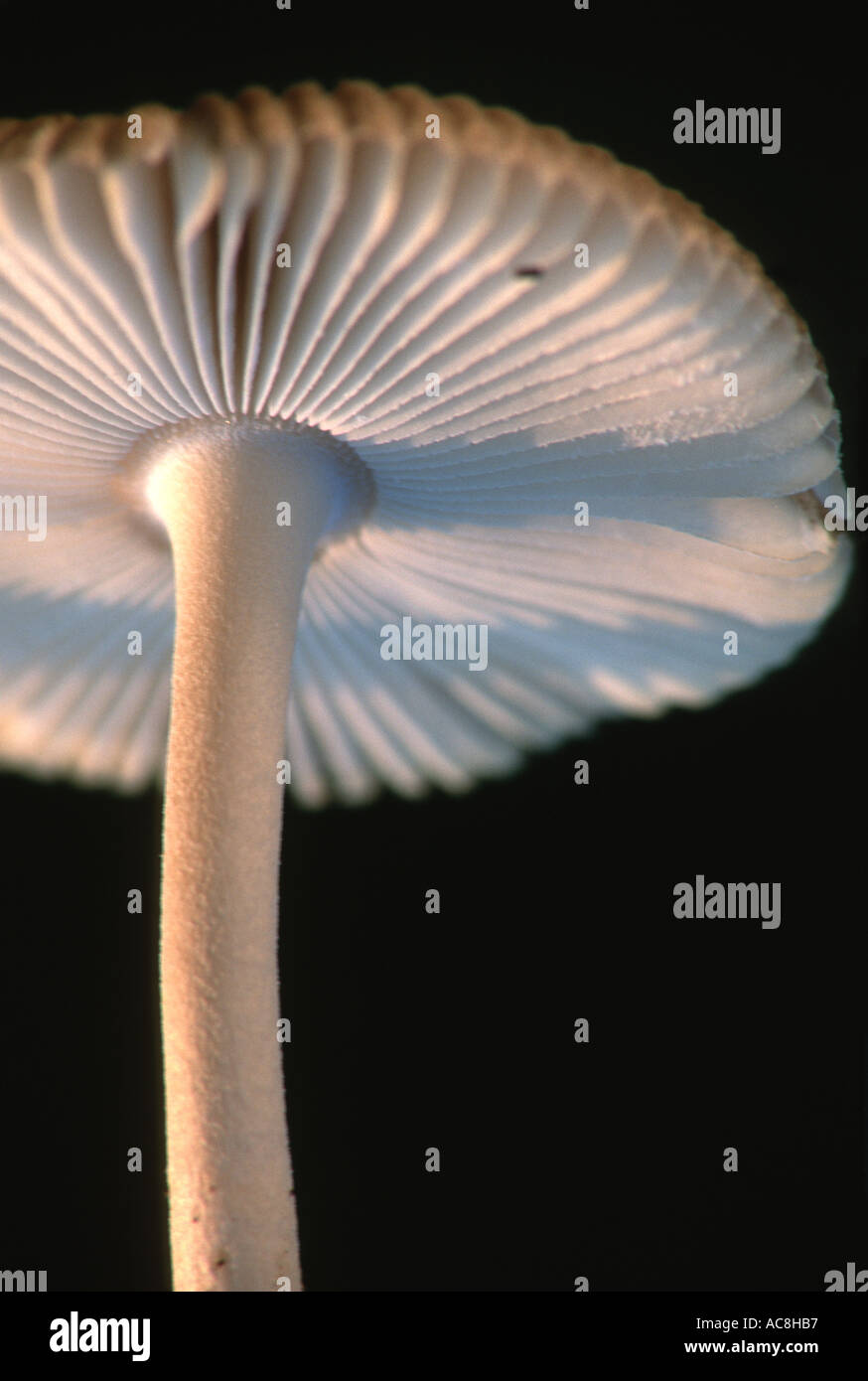 gills and stalk of common brown mushroom edgartown MA floral portrait ...