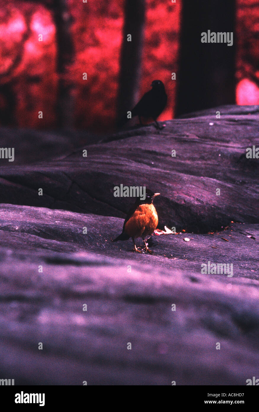 Crow and robin on rock Central Park New York City Stock Photo - Alamy