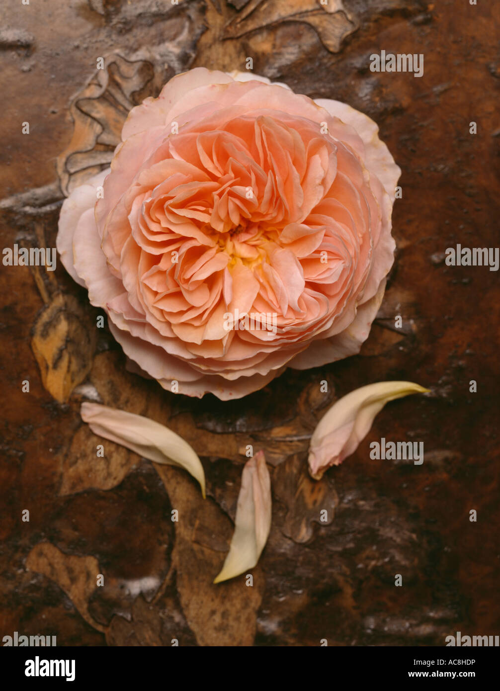 Peach pink rose hi-res stock photography and images - Alamy