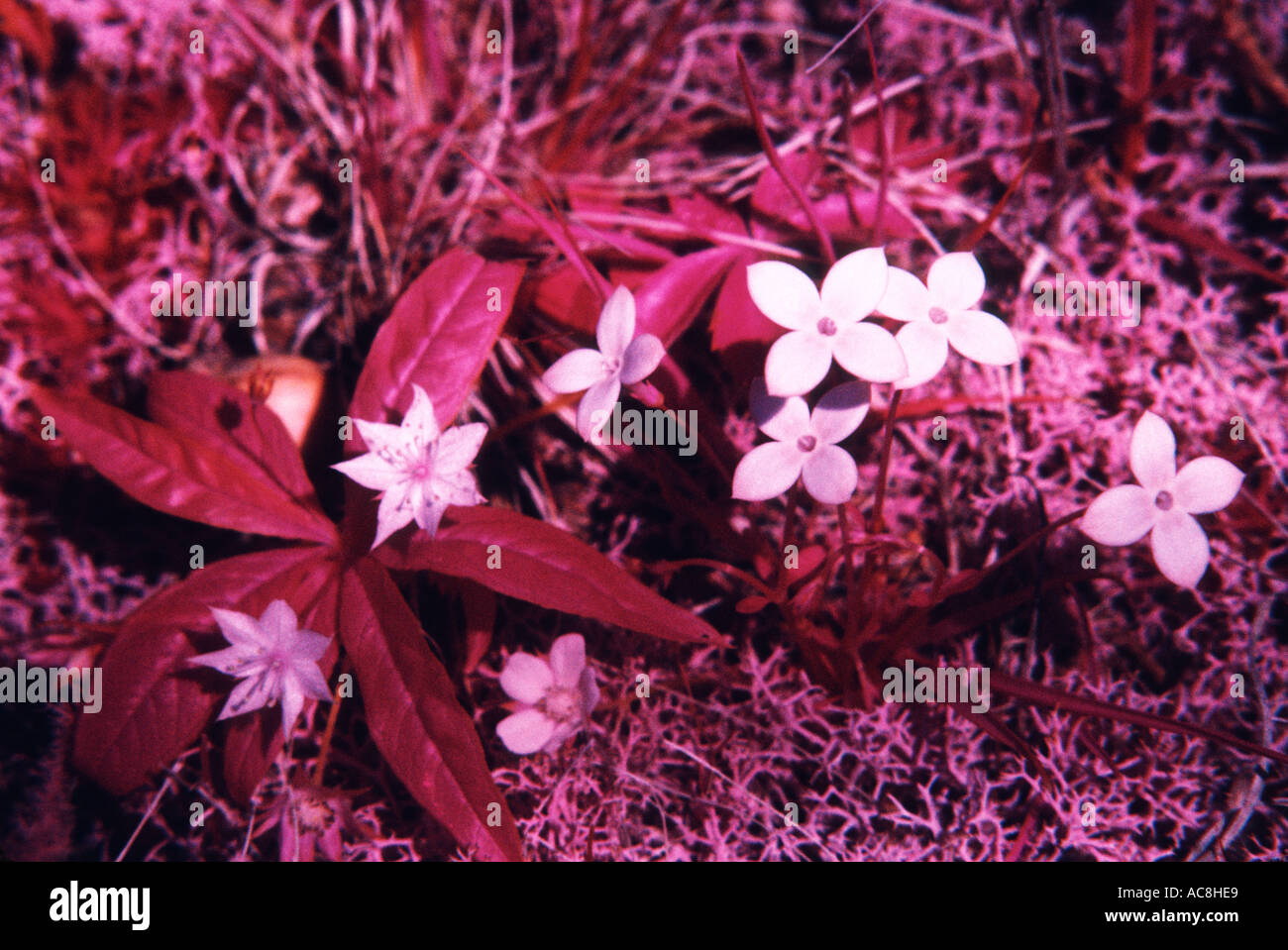 small ground flower blooms color infrared Martha s Vineyard MA Stock ...