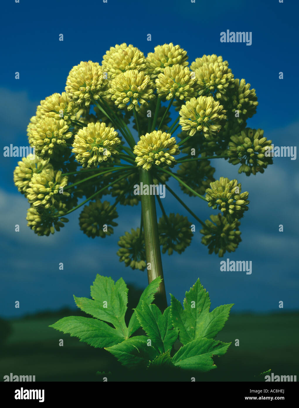 Close up of Angelica Archangelica flower Stock Photo - Alamy
