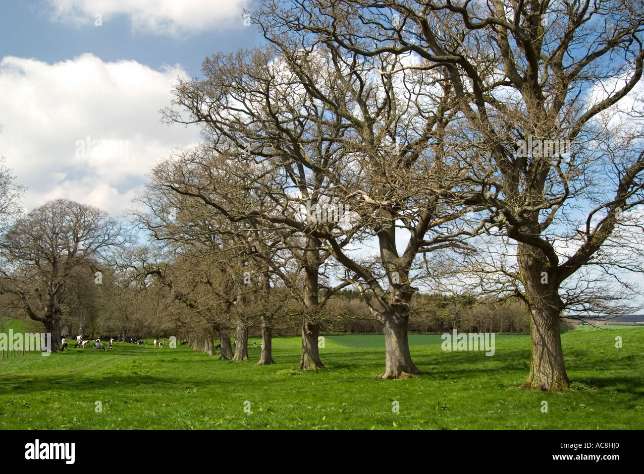 line of trees near Marlborough Wiltshire England Spring 2006 Stock ...