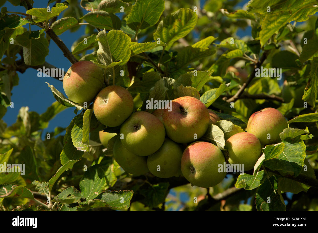 Apples in a tree in an orchard in Somerset in England Stock Photo - Alamy