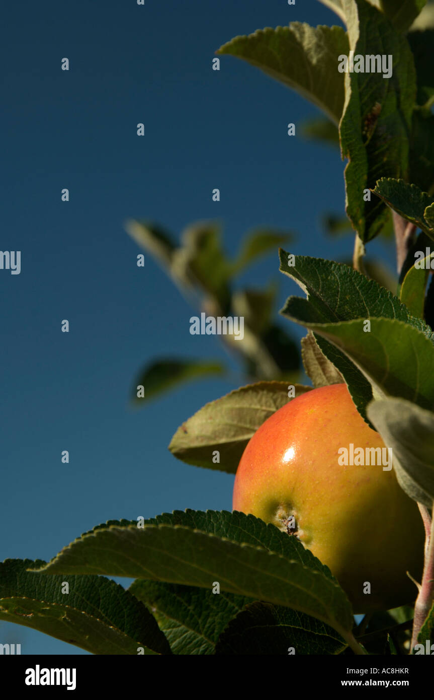 Apples in a tree in an orchard in Somerset in England Stock Photo - Alamy