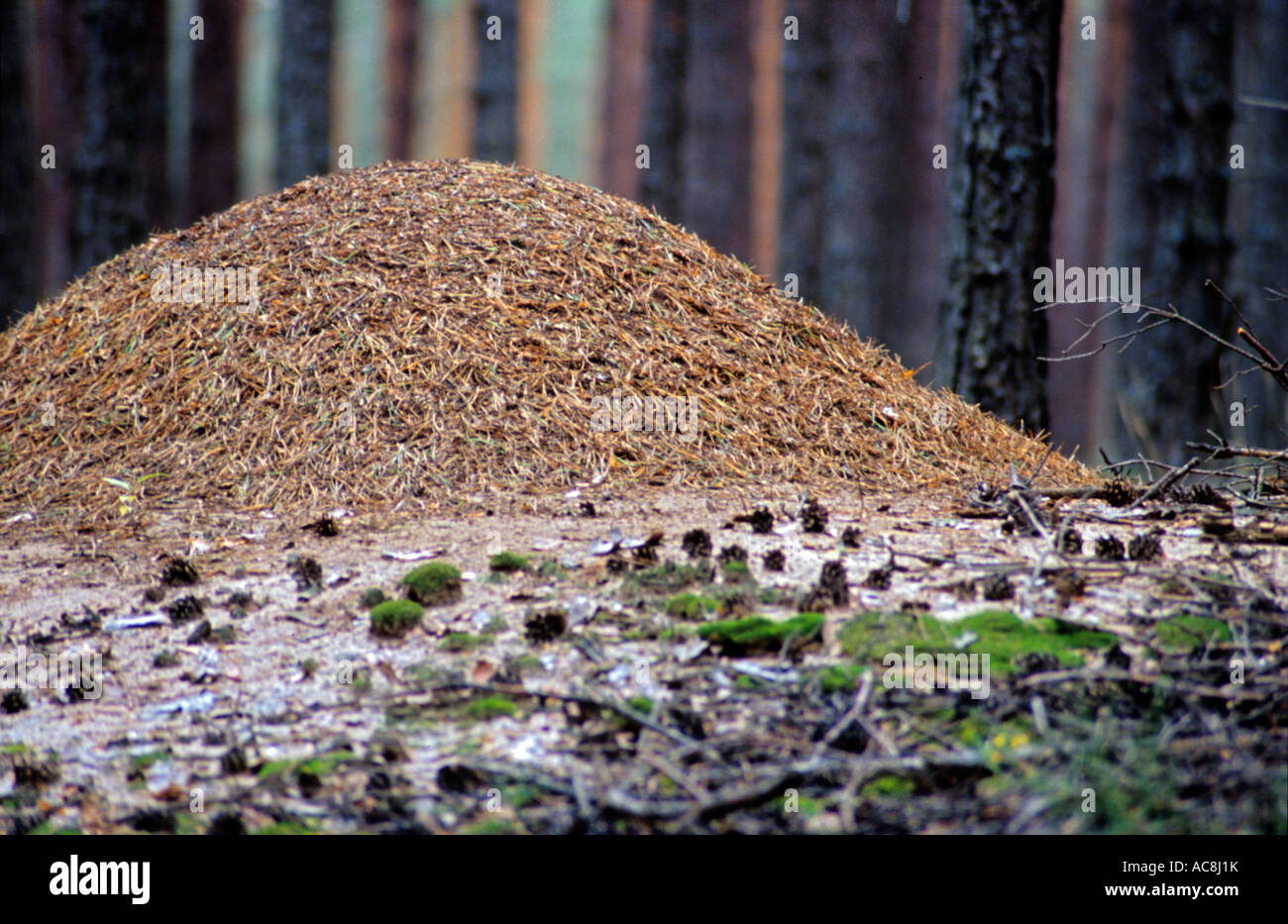 Ant hill hi-res stock photography and images - Alamy