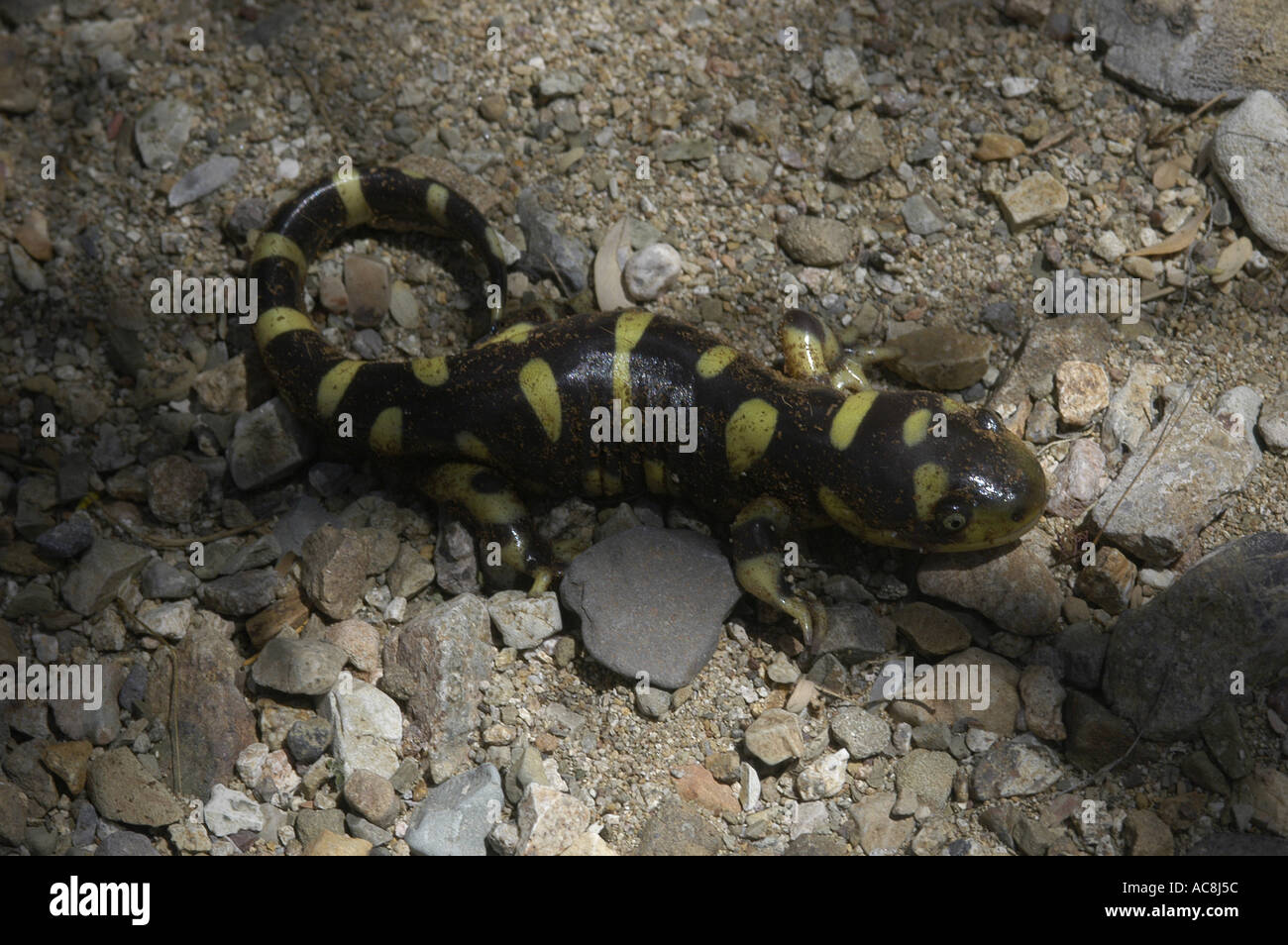 Tiger Salamander Ambystoma tigrinum Introduced species Saguaro National ...