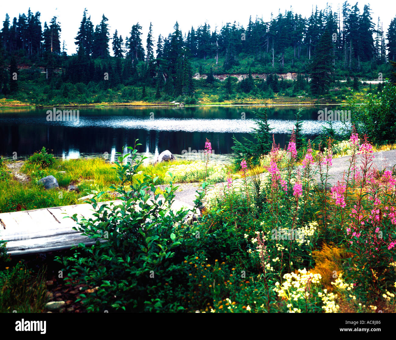 Wildflowers surround an alpine lake in Northern Washington State Stock ...