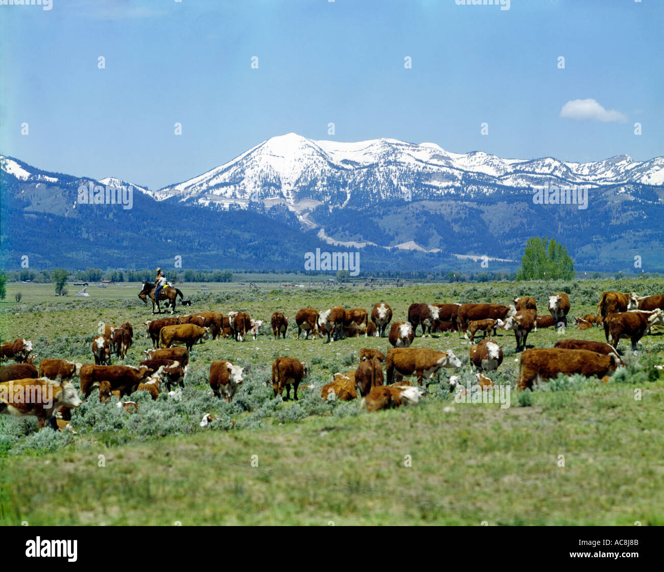 Whiteface cattle hi-res stock photography and images - Alamy