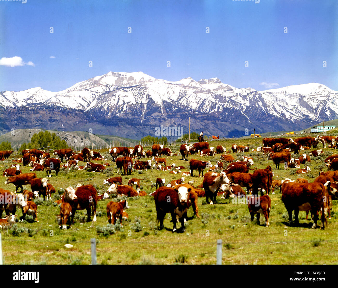 Whiteface cattle hi-res stock photography and images - Alamy