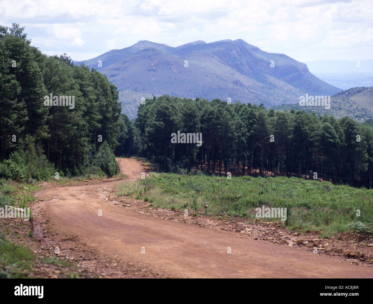 A rural road heading towards and through a gap in the pine forest Stock ...