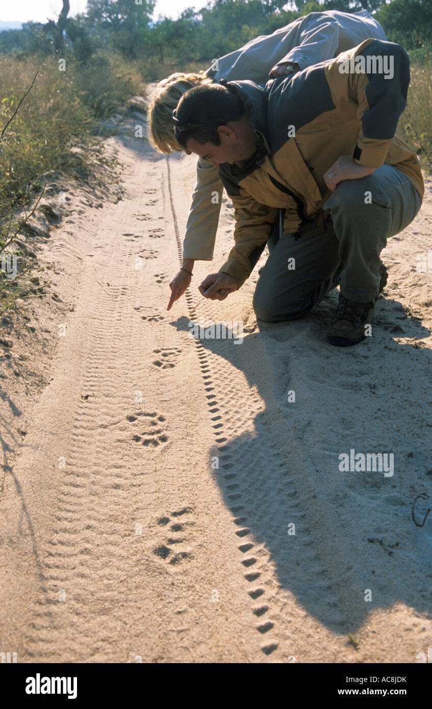 Tourist looking at leopard tracks in soft sand Buffelshoek, Sabi Sand ...