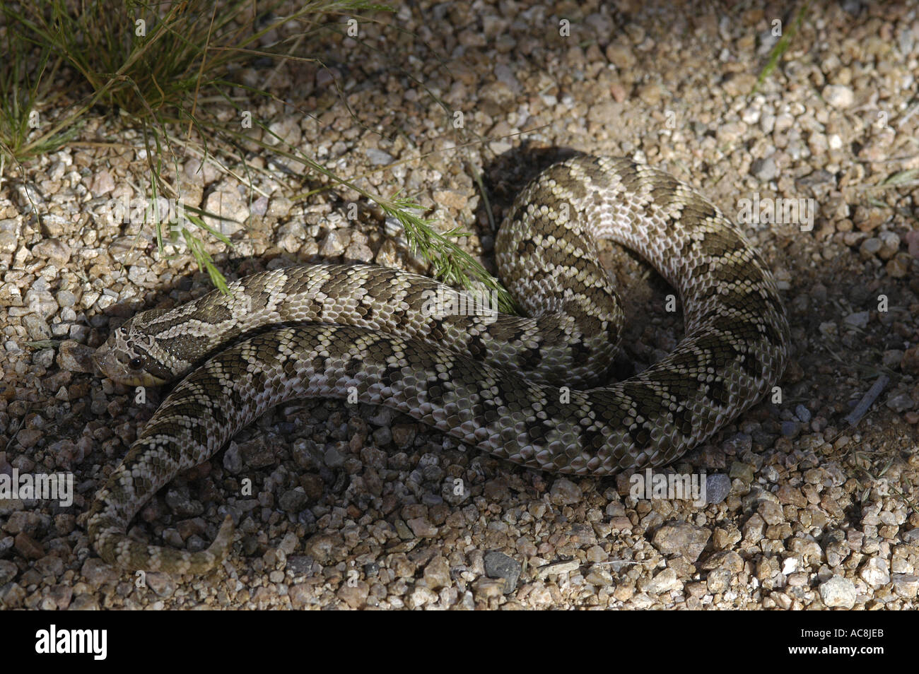 Mexican Hog nosed snake Heterodon nascius Grasslands habitat wilcox ...