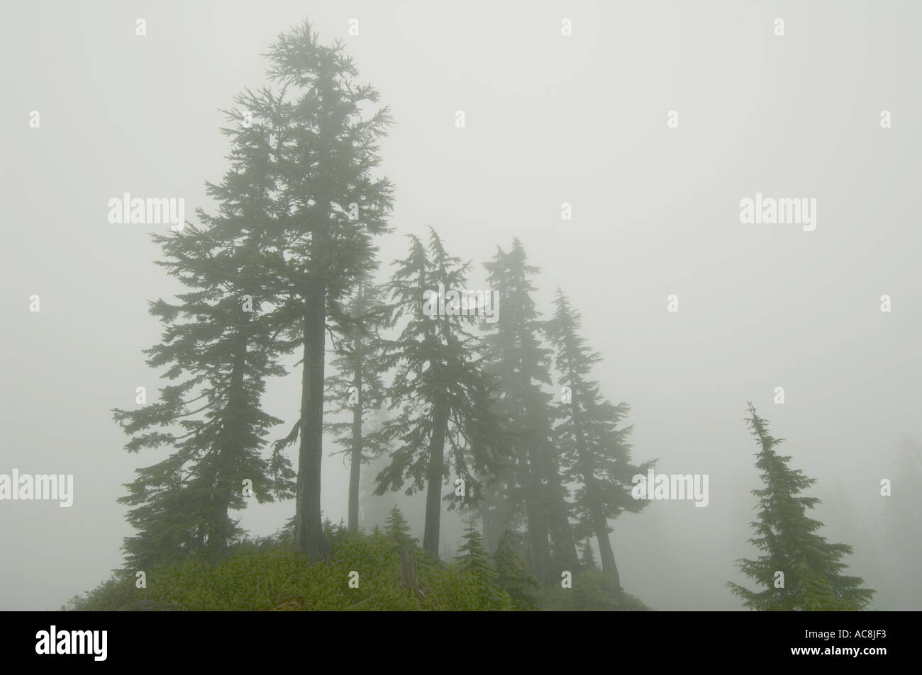 TREES IN FOG Subalpine area North Cascades National Park WASHINGTON ...