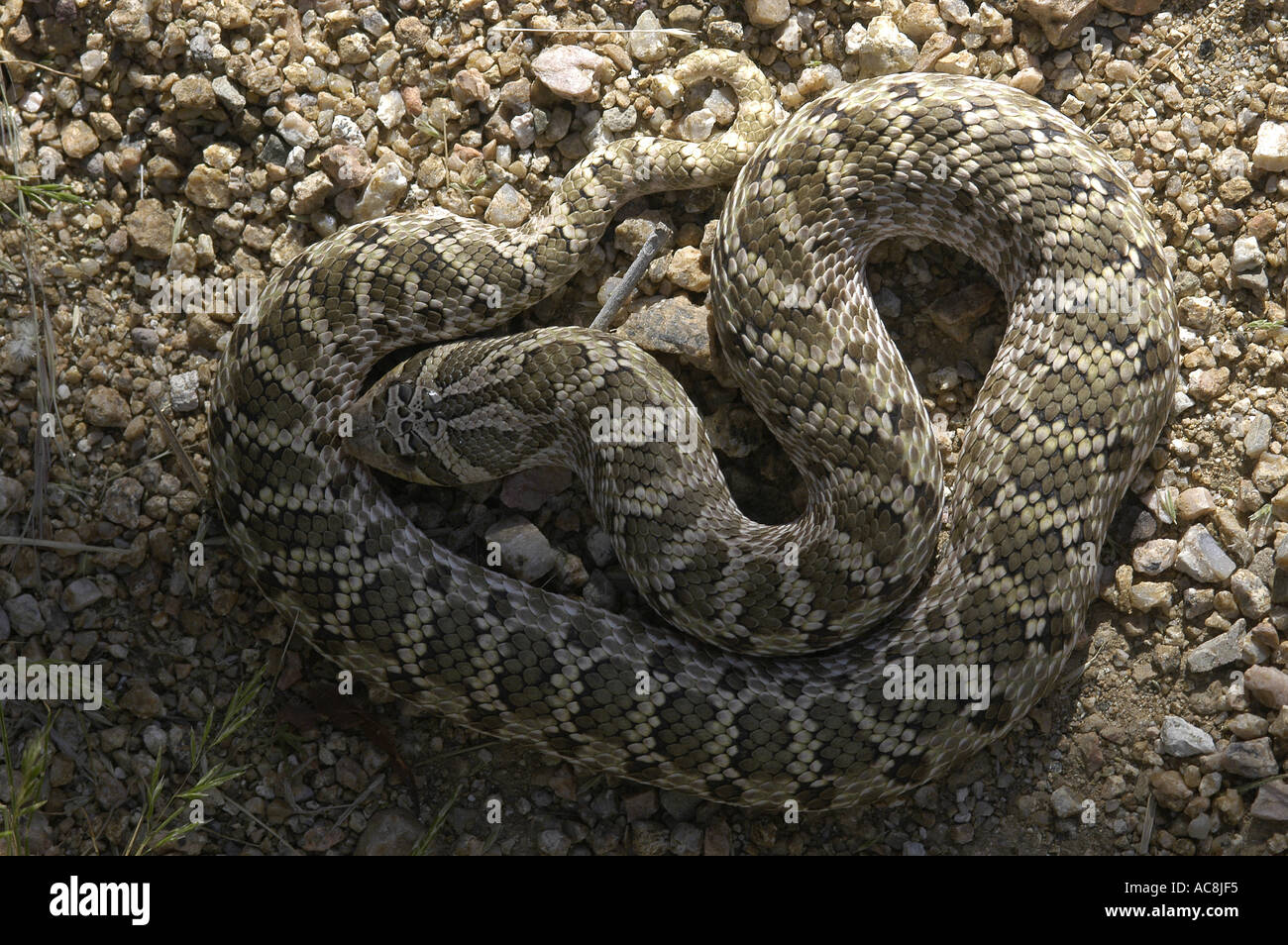 Mexican Hog nosed snake Heterodon nascius Grasslands habitat wilcox ...