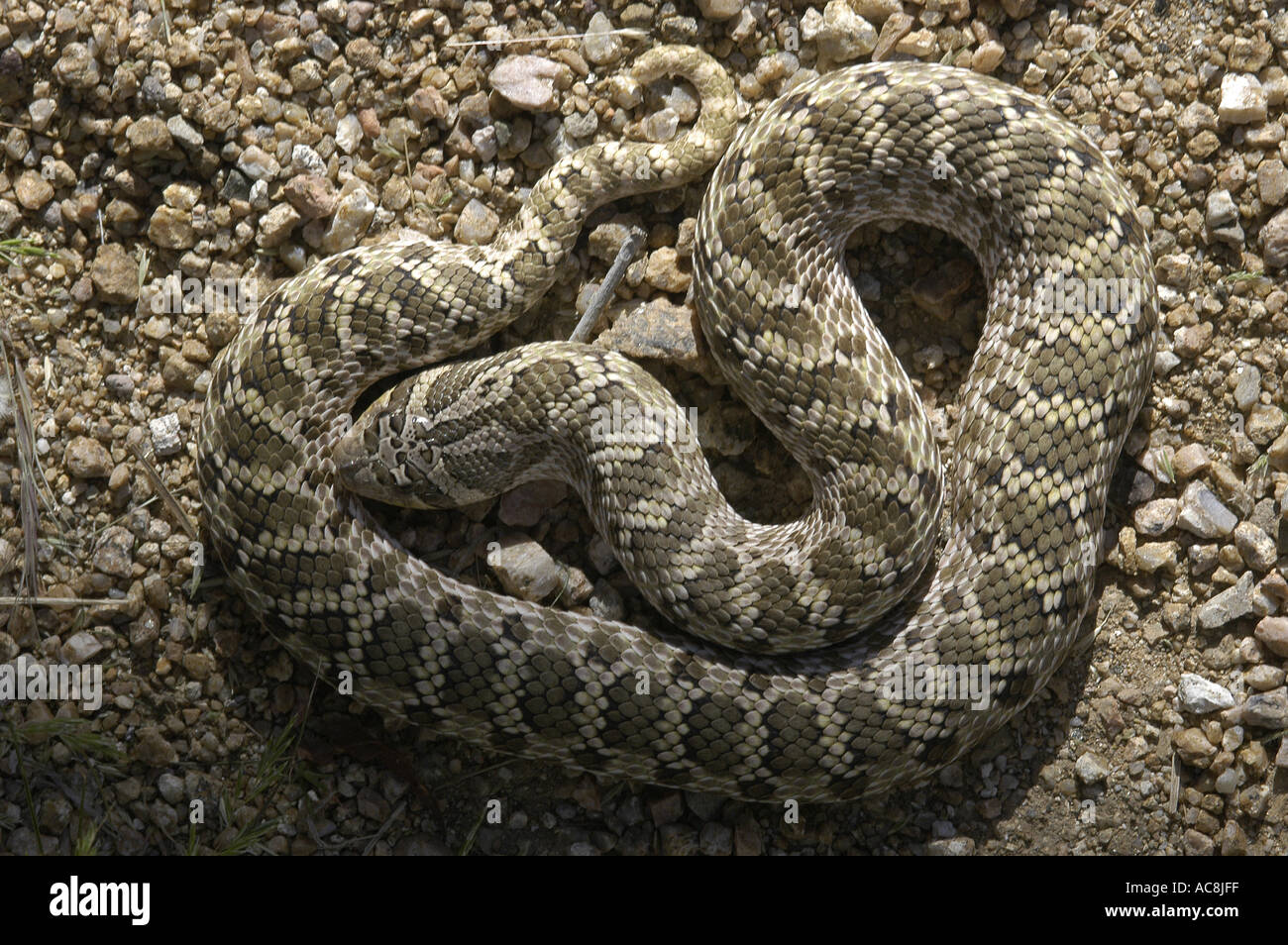 Mexican Hog nosed snake Heterodon nascius Grasslands habitat wilcox ...