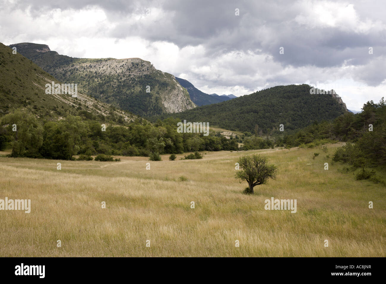 Rural landscape with meadow and lonely tree in the Drôme Provencale ...