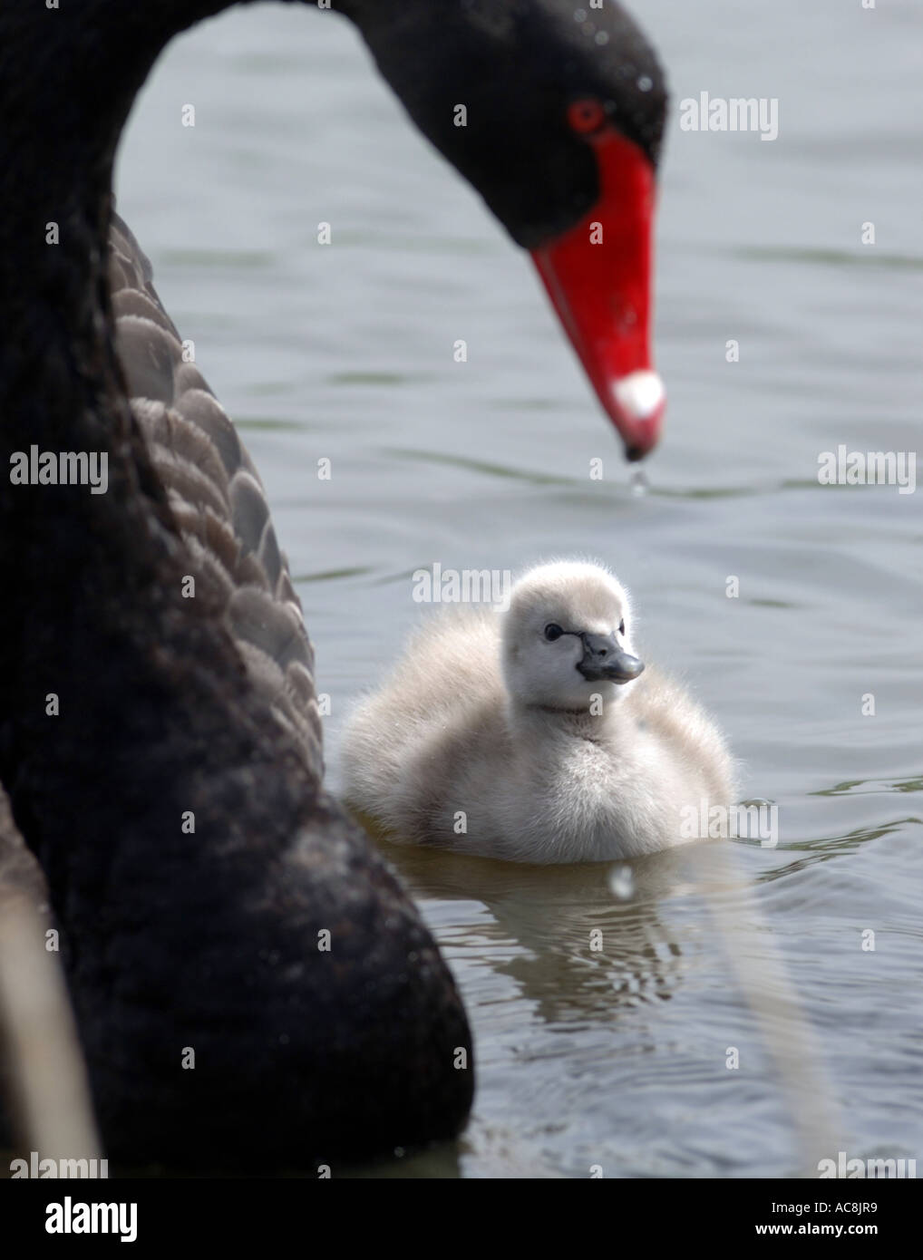 Black swan cygnet cygnets baby swan swans, Abbotsbury Swannery, Dorset ...