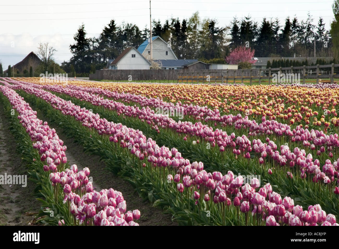 Fields of tulips at the Skagit Valley Tulip Festival in Mount Vernon Washington Stock Photo - Alamy