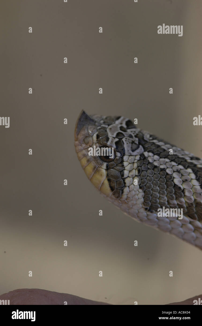 Mexican Hog nosed snake Heterodon nascius Grasslands habitat wilcox ...