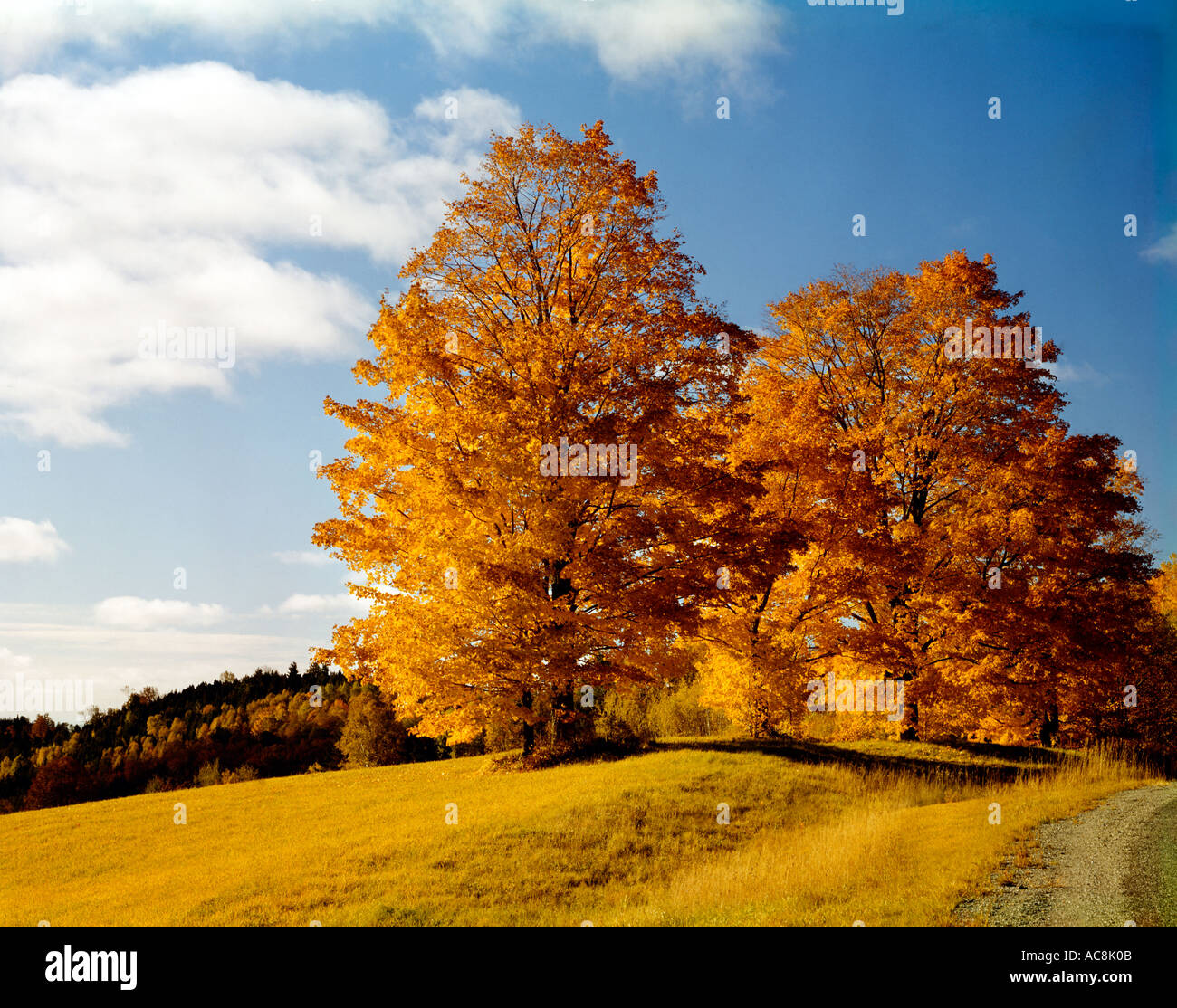 Dramatic Fall colors dominate the maple trees in Vermont during the ...