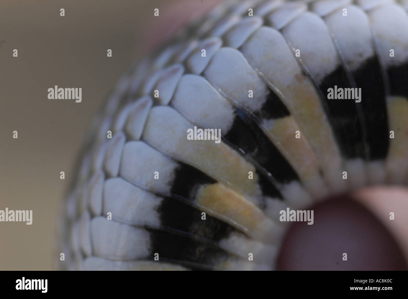 Mexican Hog nosed snake Heterodon nascius Grasslands habitat wilcox ...