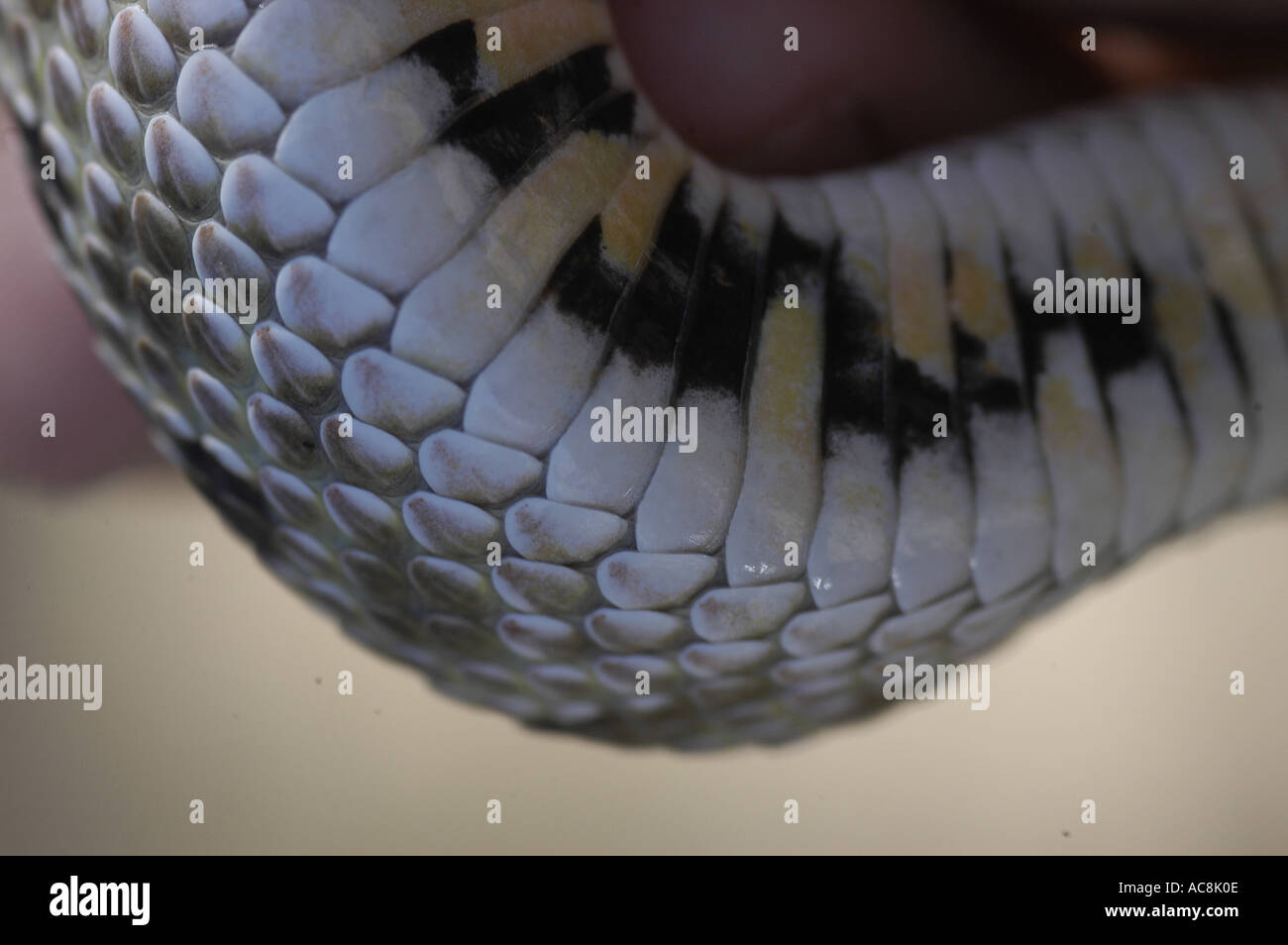 Mexican Hog nosed snake Heterodon nascius grassland wilcox Az Stock ...