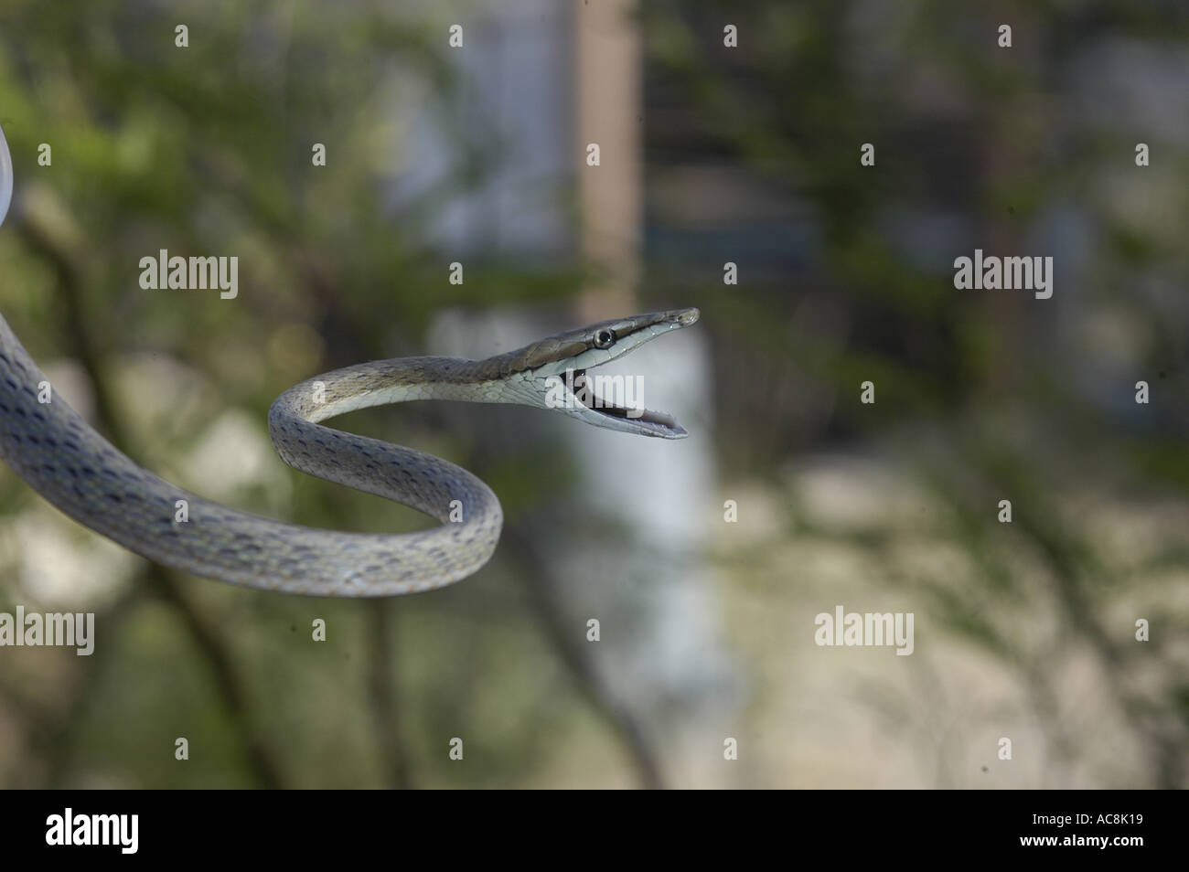 Brown Vine Snake Oxybelis aeneus riparian animal on a white thorned ...