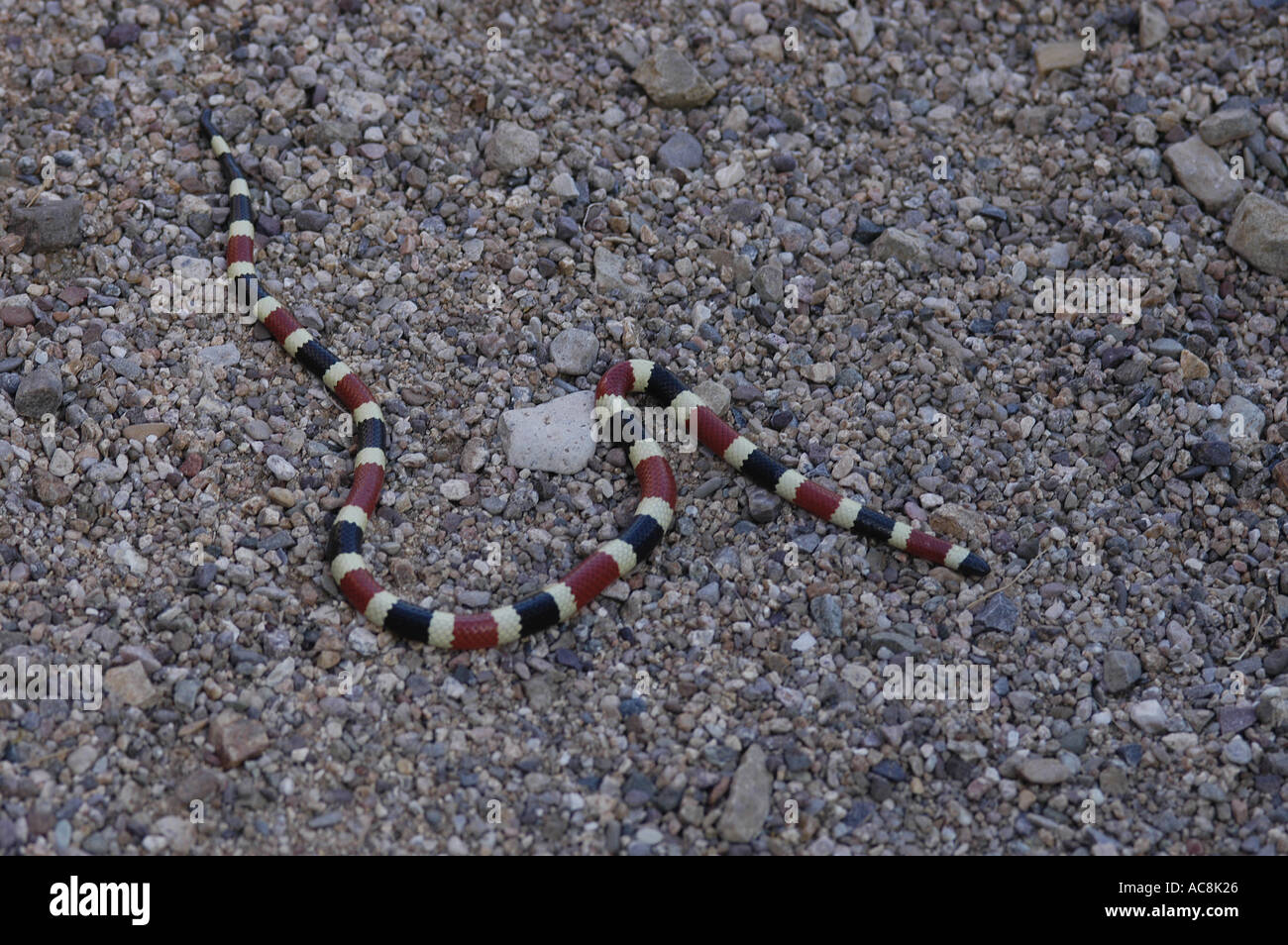 Sonoran Western coralsnake Micruroides euryxanthus Venomous dangerous ...